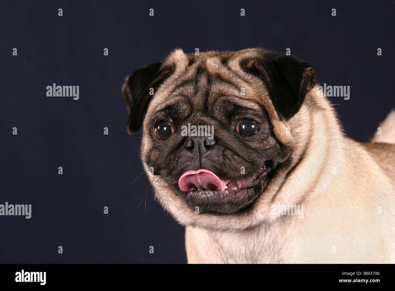 Mops im Portrait / Pug Portrait Stock Photo - Alamy