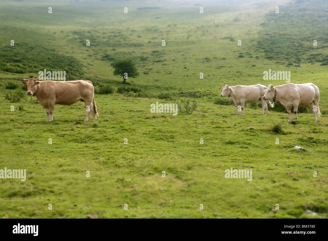 Beige cows cattle eating on the green grass meadow otudoor Stock Photo ...