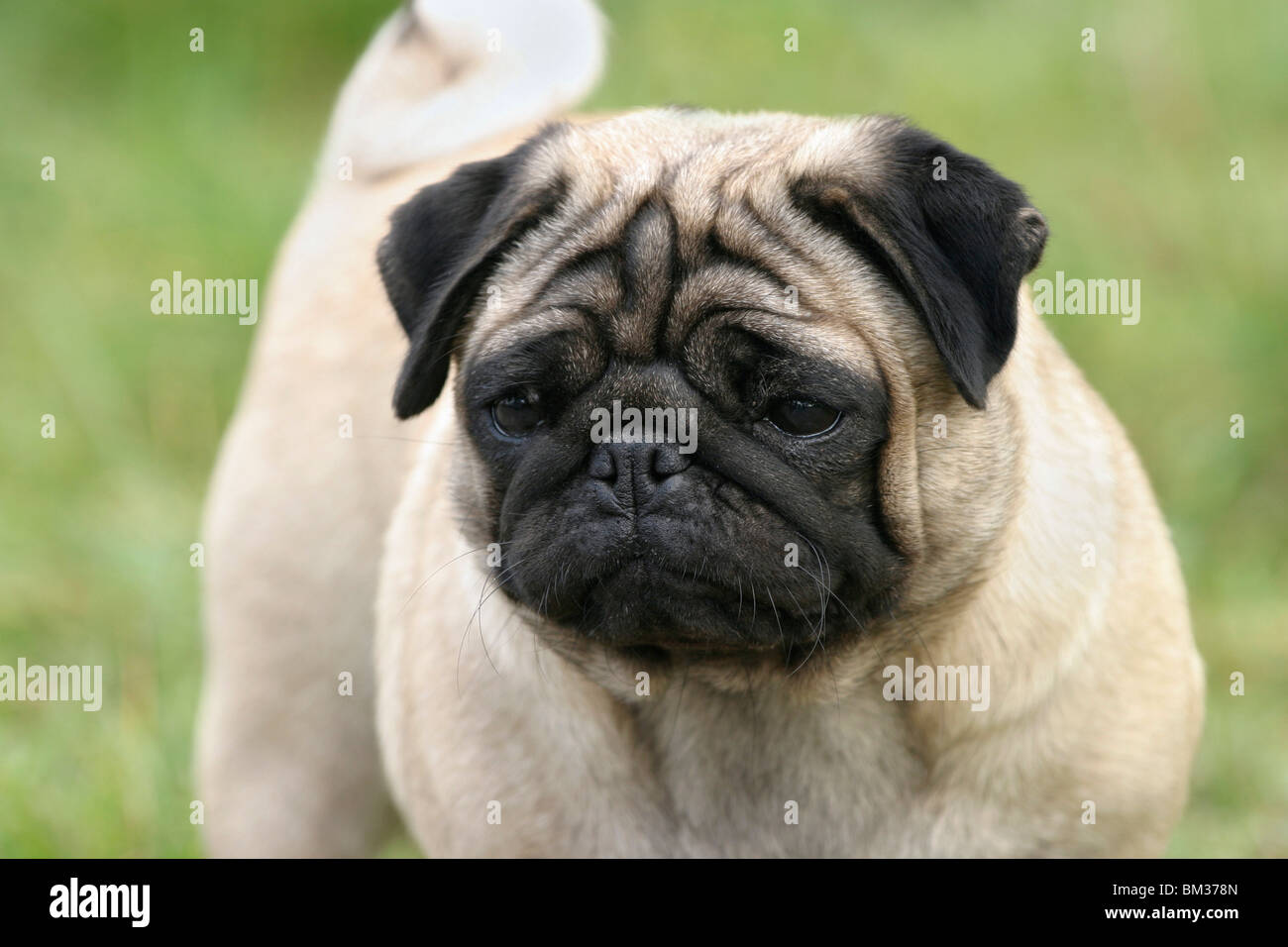 Mops im Portrait / Pug Portrait Stock Photo - Alamy