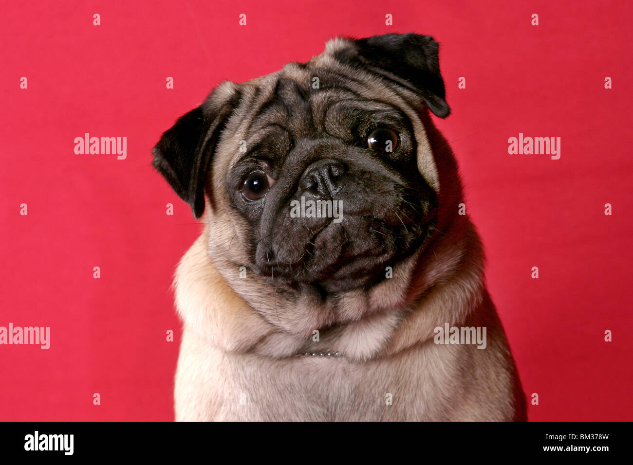 Mops im Portrait / Pug Portrait Stock Photo - Alamy