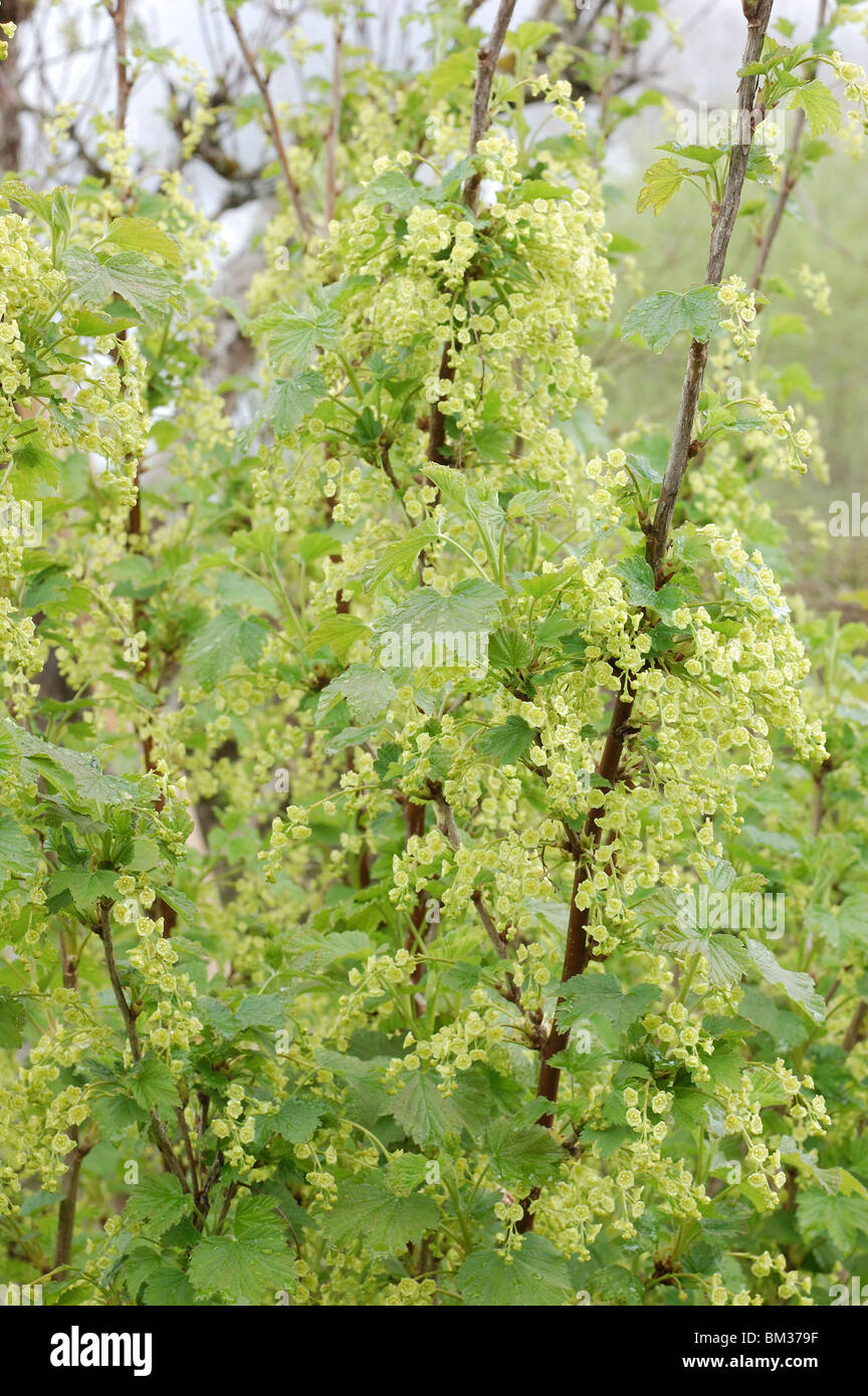 Blackcurrant bush hi-res stock photography and images - Alamy
