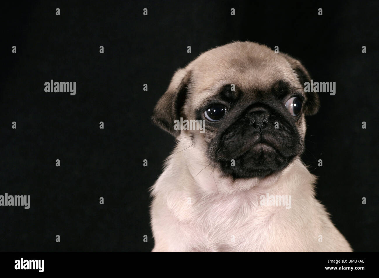 Mops Welpe im Portrait / Pug Puppy Portrait Stock Photo - Alamy