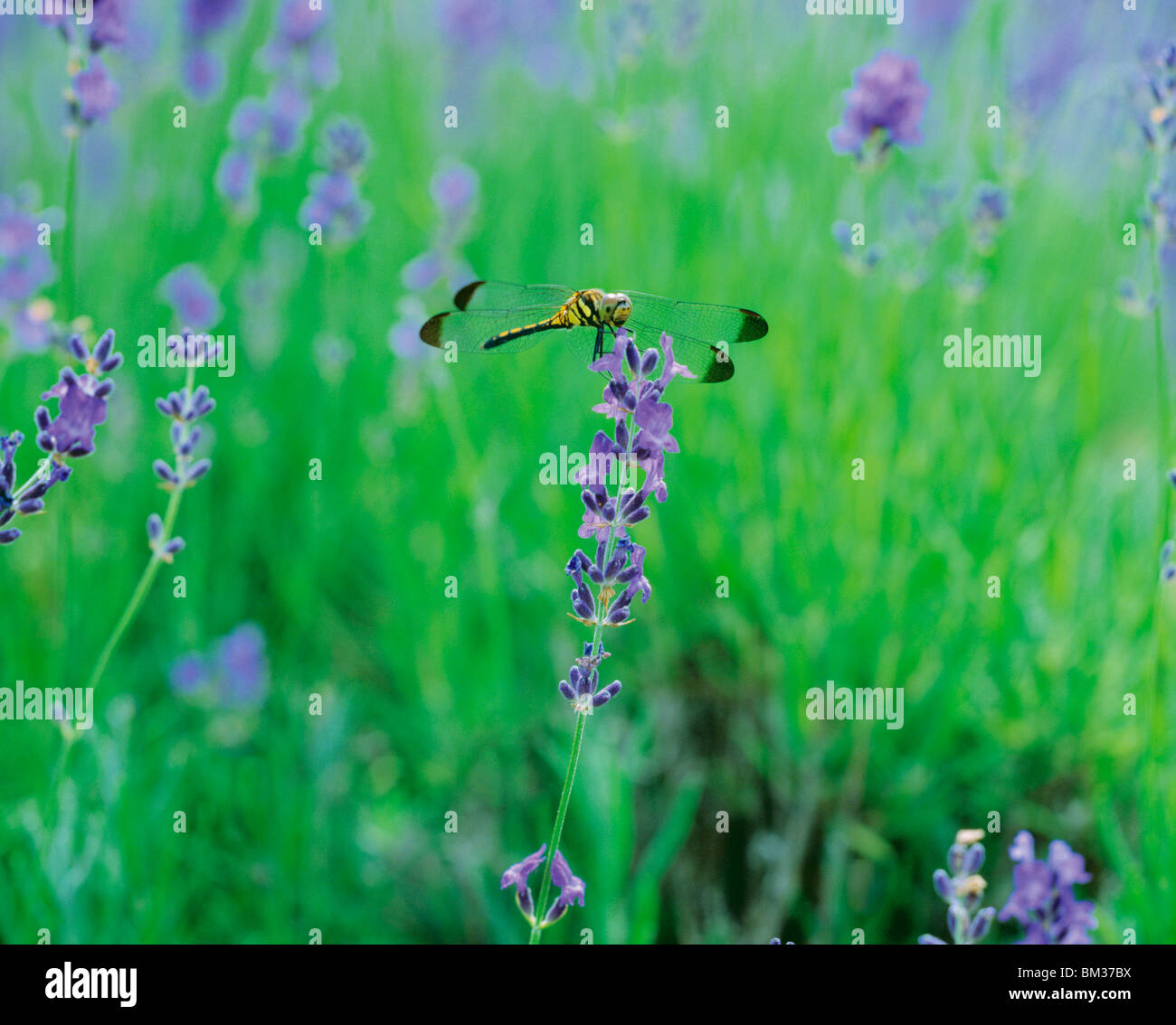Dragonfly perching on lavender, close up, Nakafurano town, Hokkaido ...