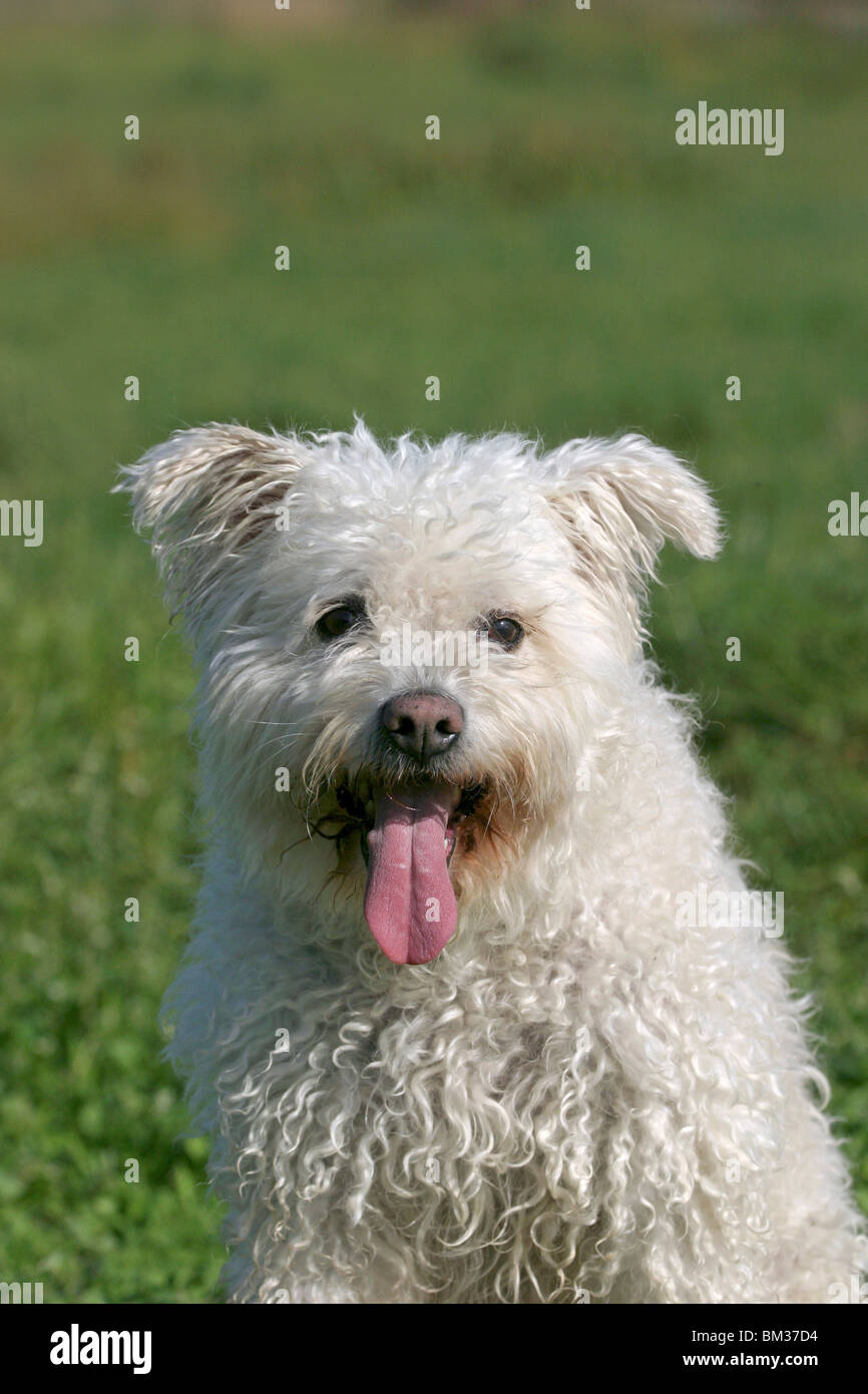 Pumis hungary hi-res stock photography and images - Alamy