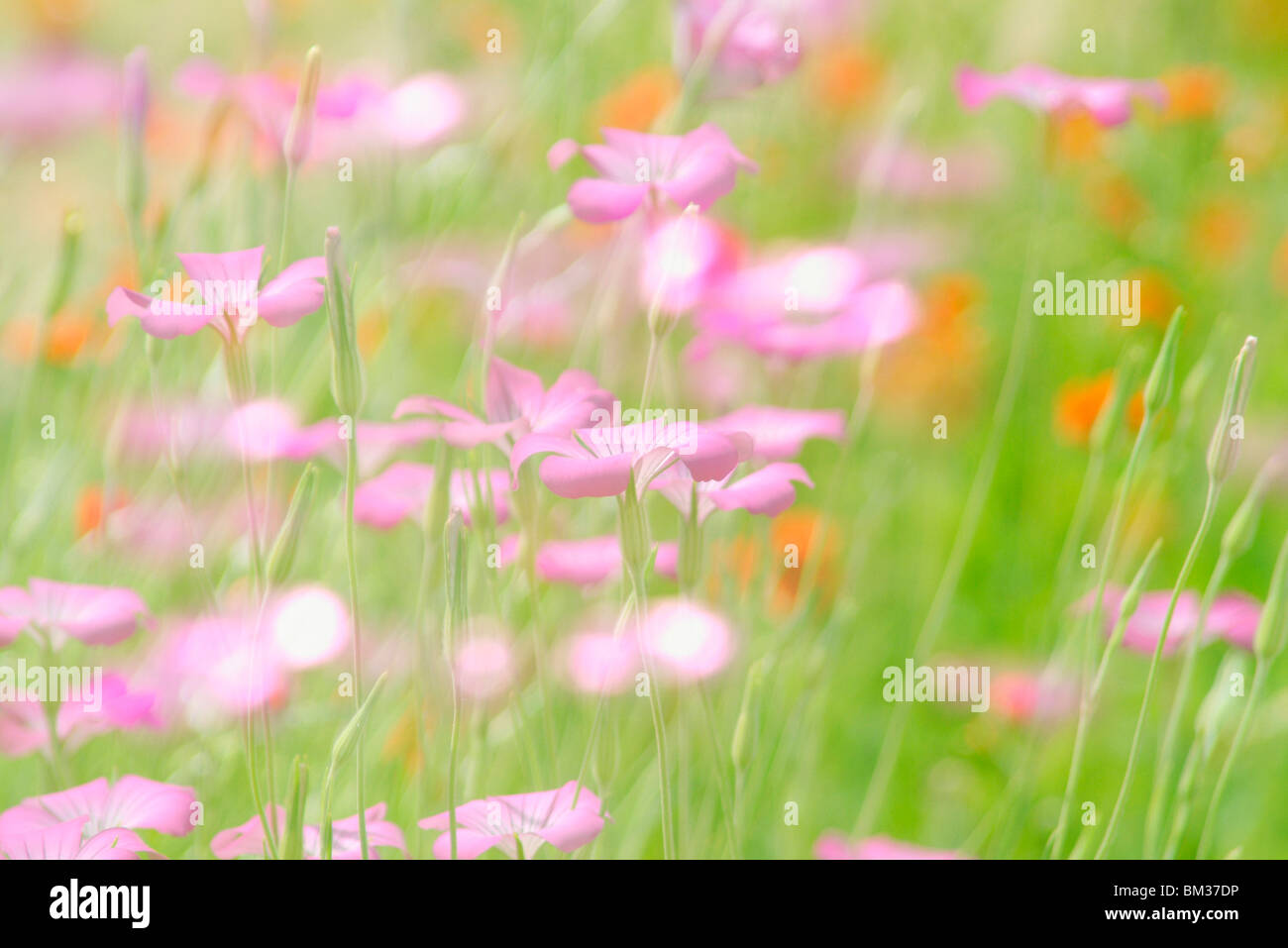 Pink flowers in focus hi-res stock photography and images - Alamy