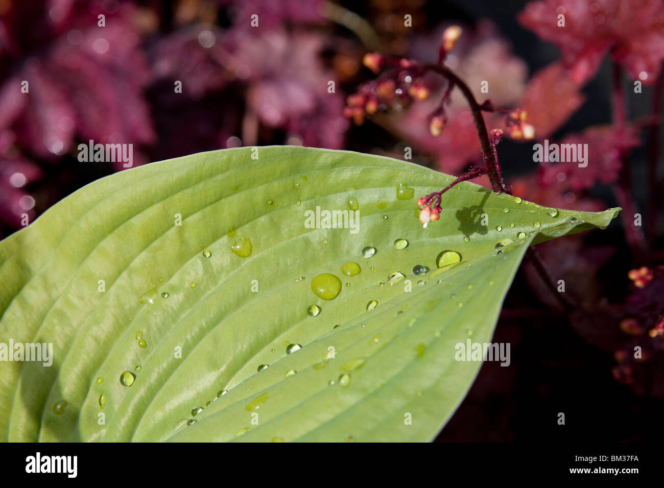 Heuchera heuchera hosta hi-res stock photography and images - Alamy