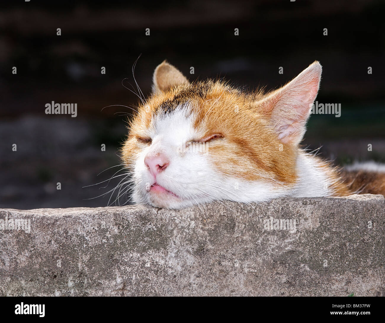 The cat has a rest under the full program Stock Photo - Alamy