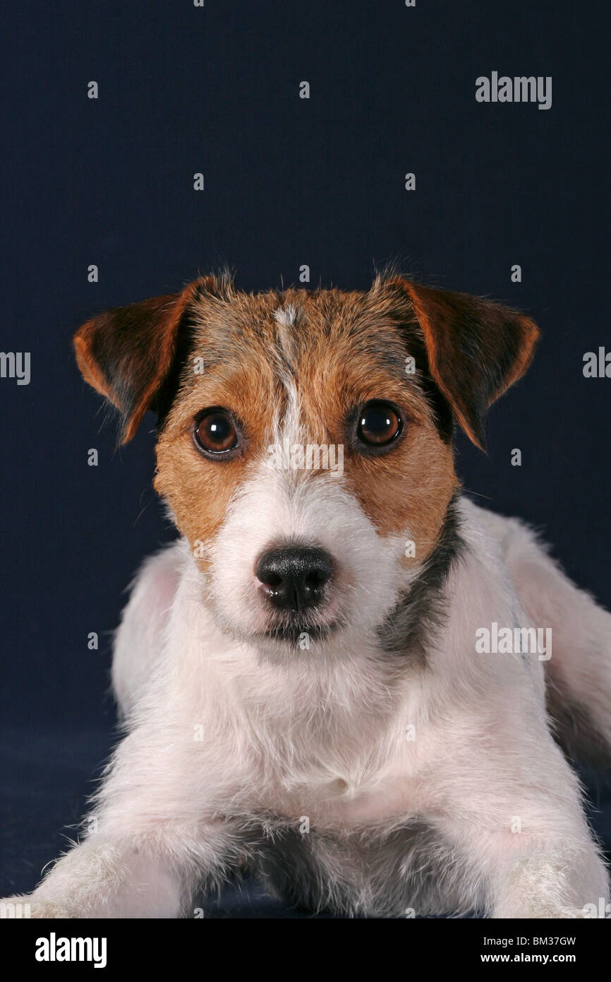 Parson Russell Terrier Stock Photo - Alamy