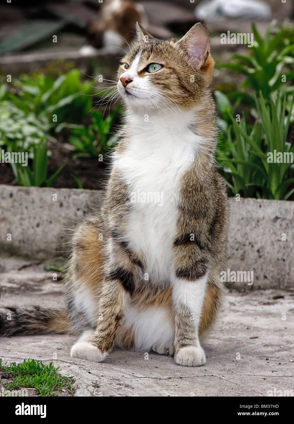 Portrait of the cat Stock Photo - Alamy