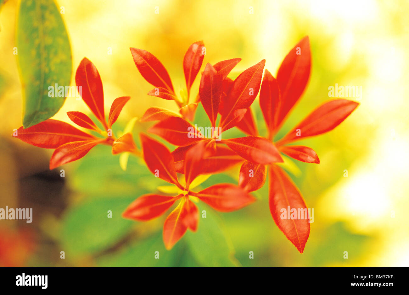 Spring Bell (Pieris japonica cv. Spring Bell Stock Photo - Alamy