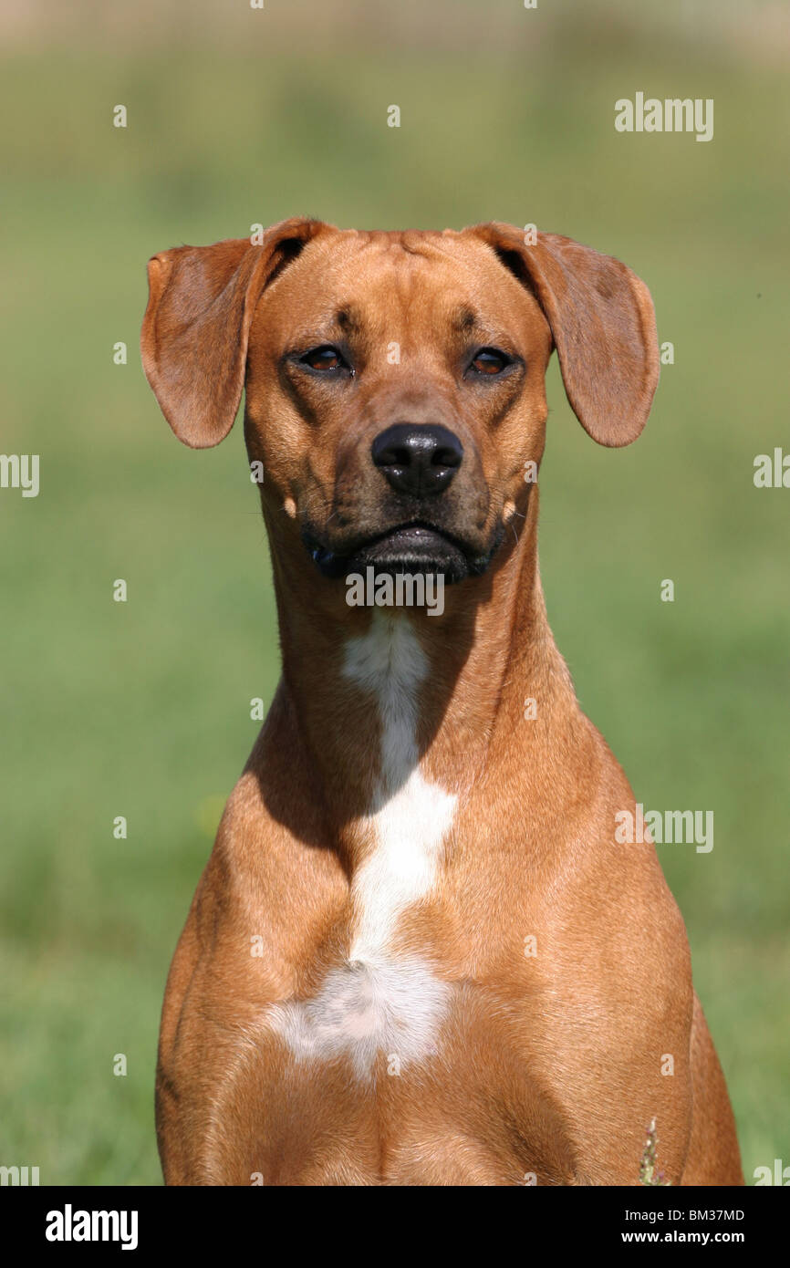 Mischling im Portrait / Mongrel head Stock Photo - Alamy