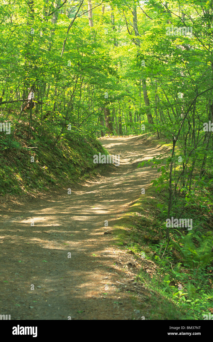 Pathway in forest, Karuizawa, Nagano Prefecture, Honshu, Japan Stock ...