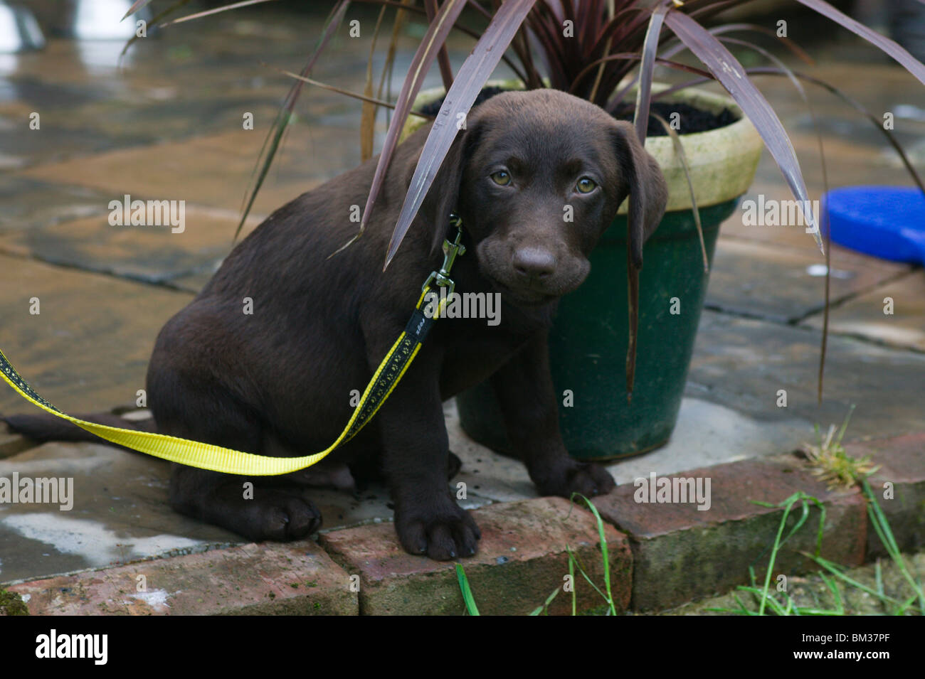 Black labrador puppy sad hi-res stock photography and images - Alamy