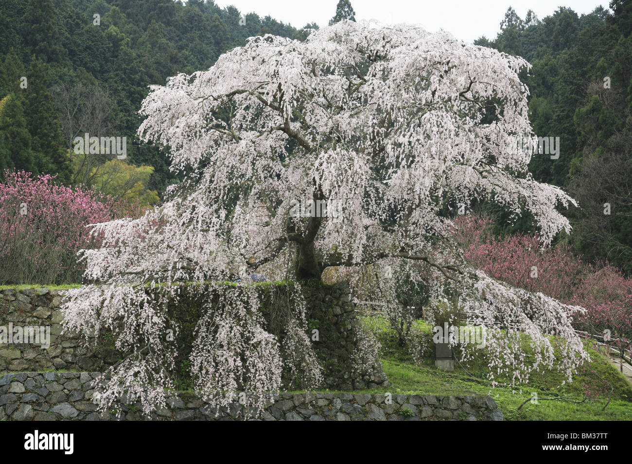 Uda image hi-res stock photography and images - Alamy