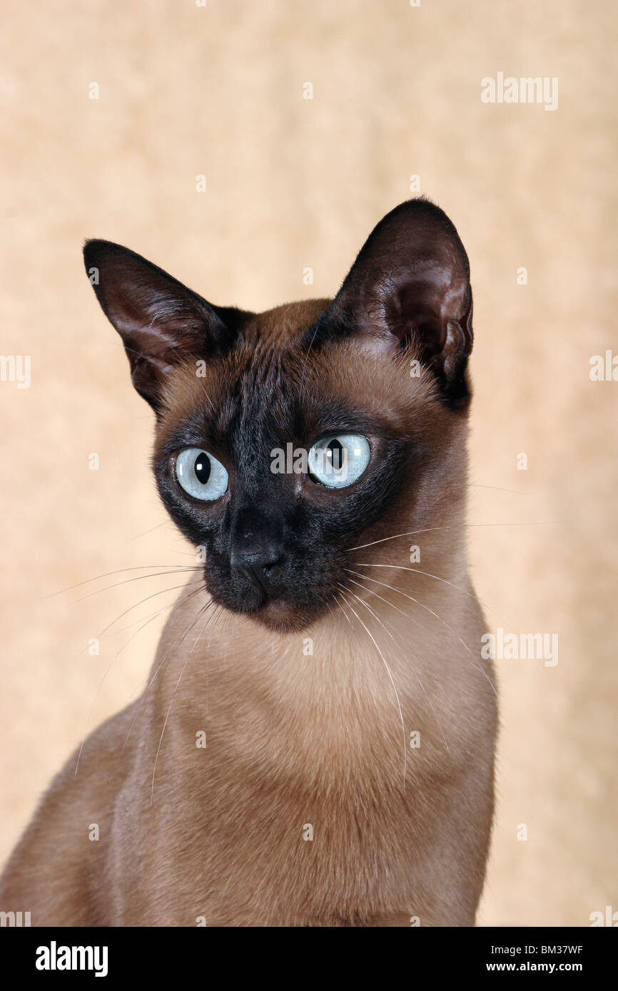 Tonkanesen hi-res stock photography and images - Alamy