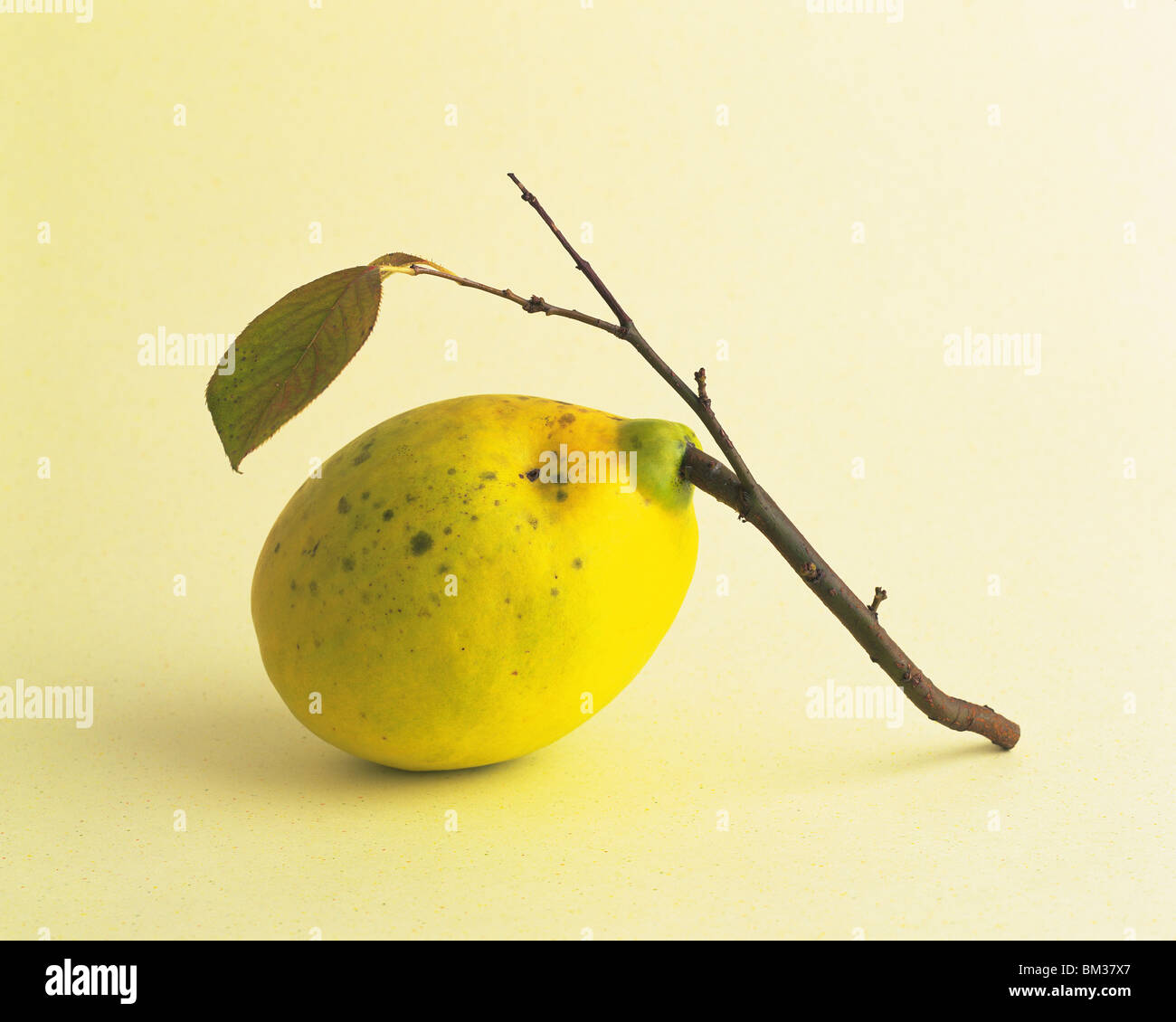 Eating twig hi-res stock photography and images - Alamy