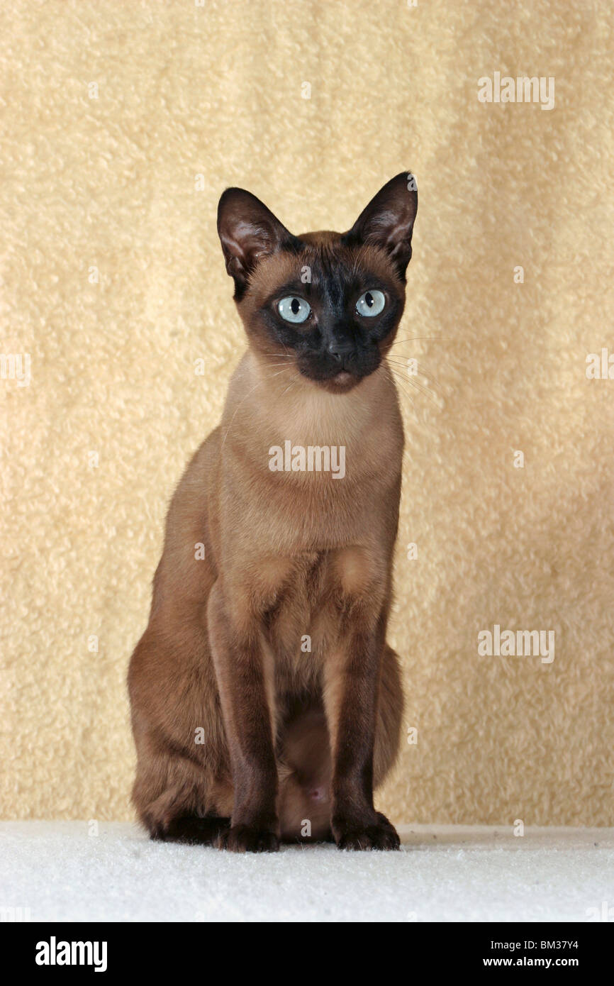 Tonkanese cat hi-res stock photography and images - Alamy