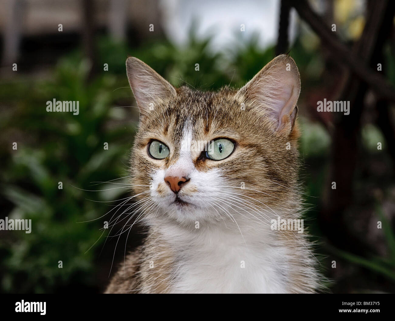 Portrait of the cat Stock Photo - Alamy