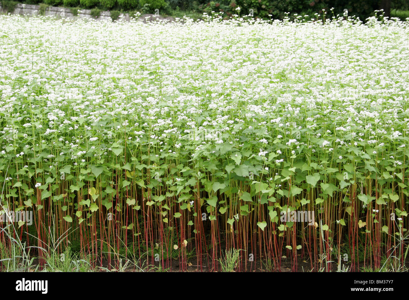 Soba flower hi-res stock photography and images - Alamy