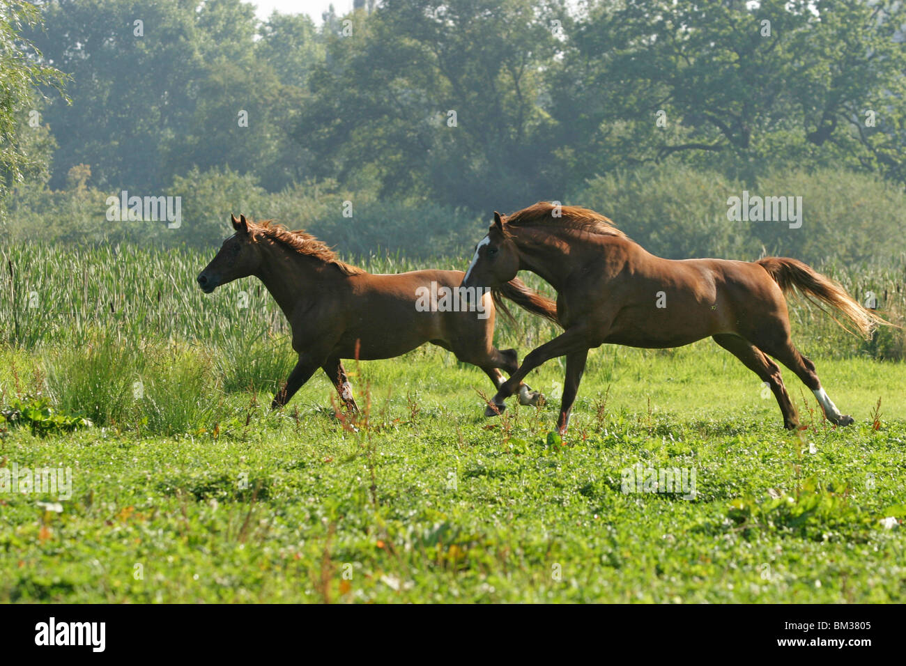 rennende Pferde / running horses Stock Photo - Alamy