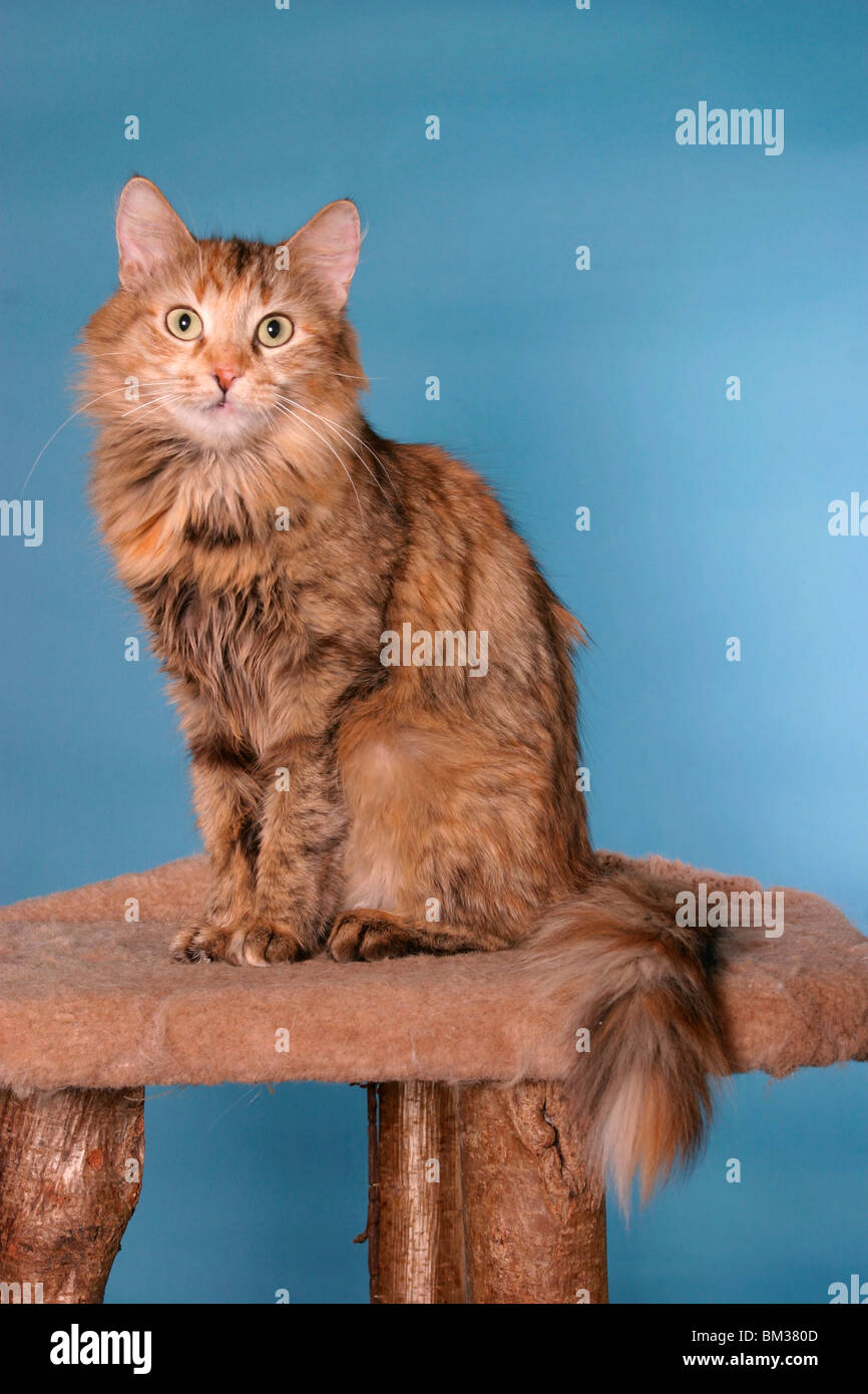 Angorakatze hi-res stock photography and images - Alamy