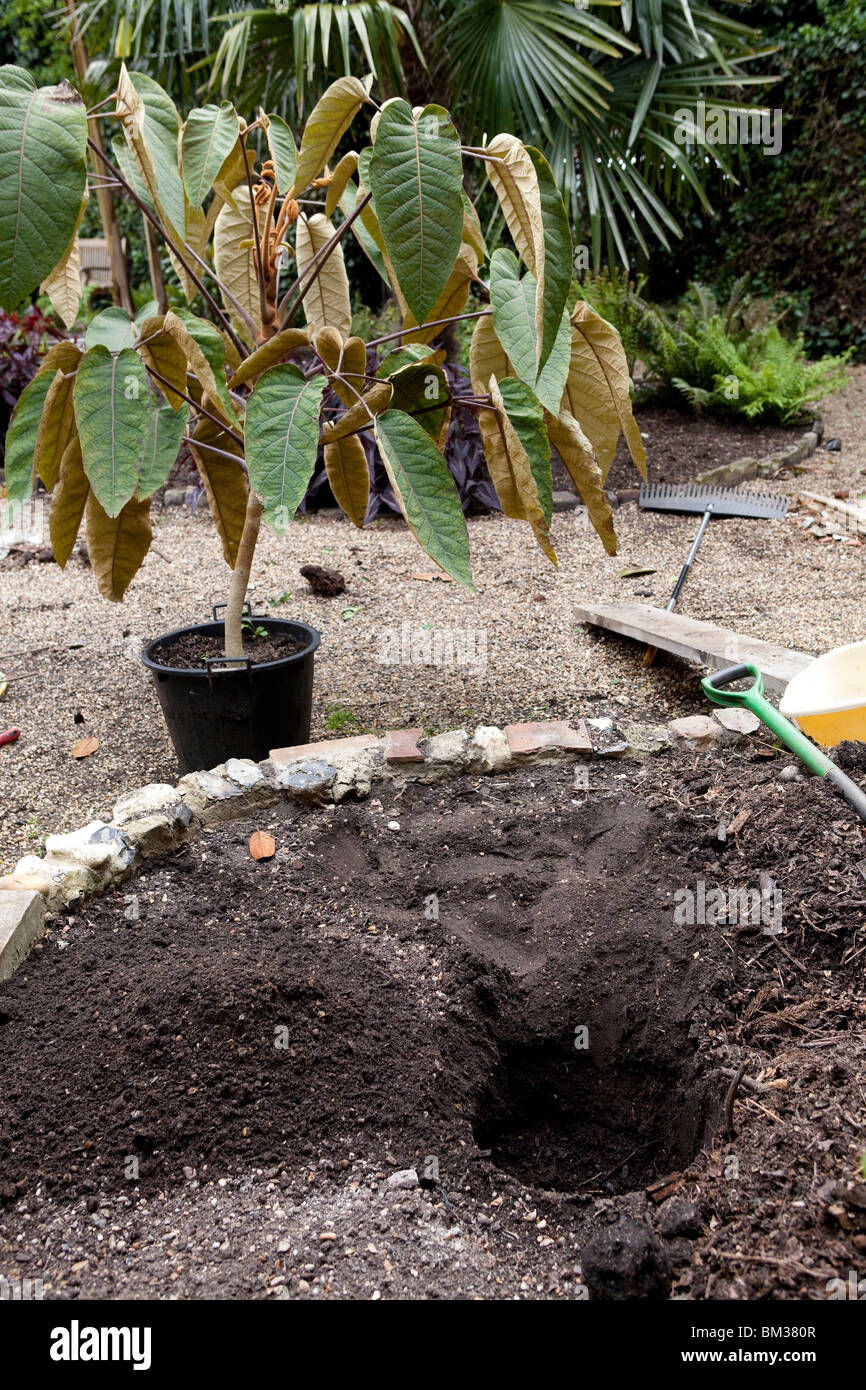 Schefflera macrophylla hi-res stock photography and images - Alamy
