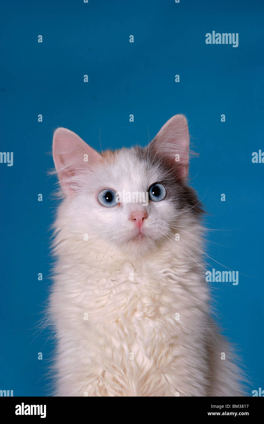 Vankatze hi-res stock photography and images - Alamy