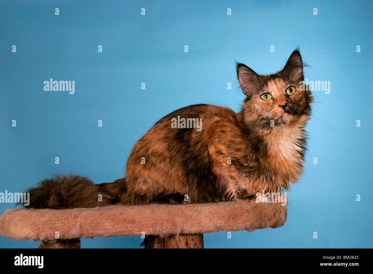 Angorakatze hi-res stock photography and images - Alamy