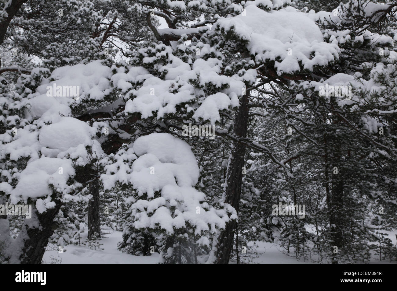 HEAVY SNOW ON TREES DEEP WINTER: Snow and ice covered forest near Godby ...