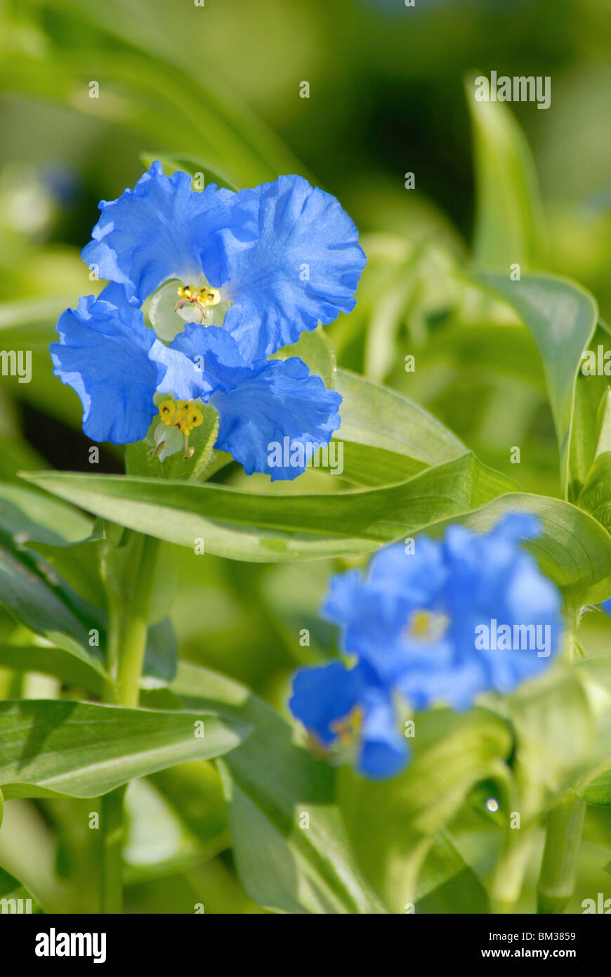 Blue Dayflower High Resolution Stock Photography and Images - Alamy