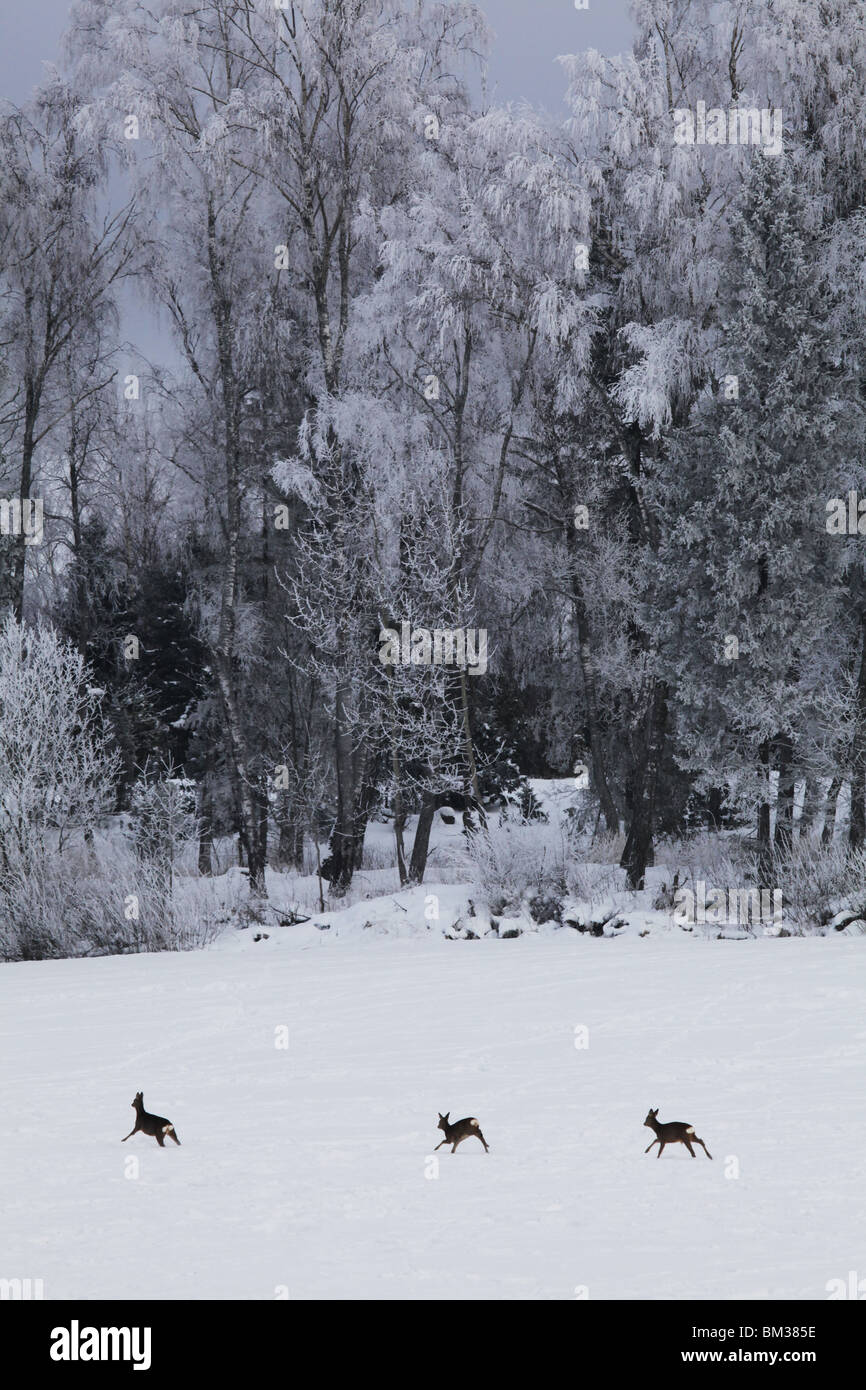 Roe trees hi-res stock photography and images - Alamy