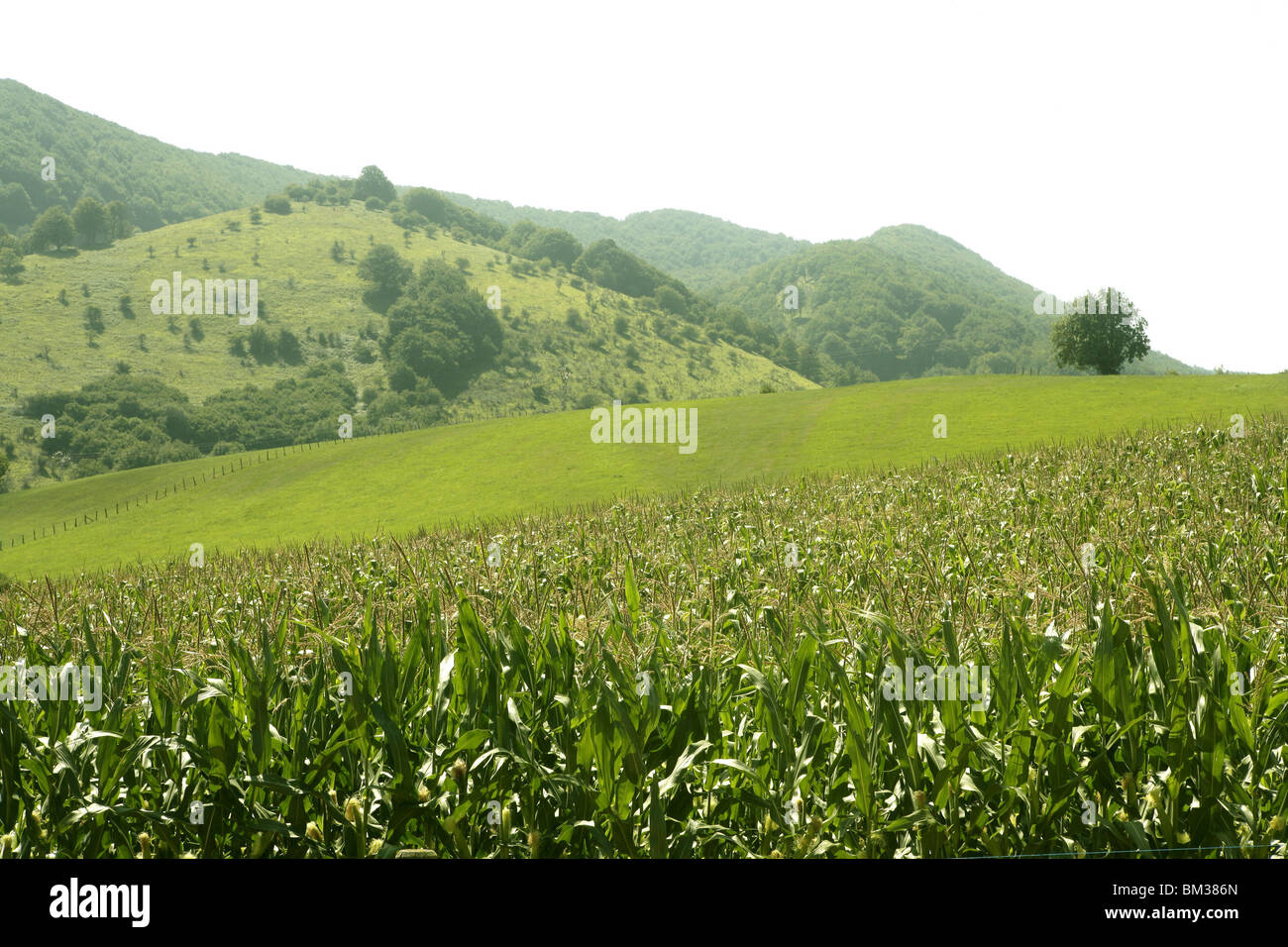Corn green fields landscape outdoors background cornfields Stock Photo ...