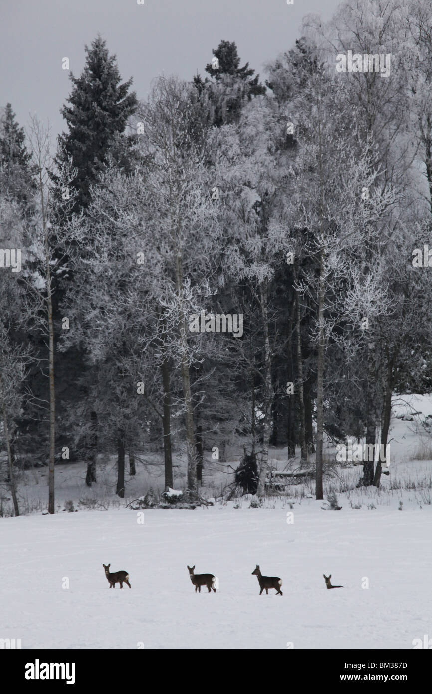 Roe trees hi-res stock photography and images - Alamy