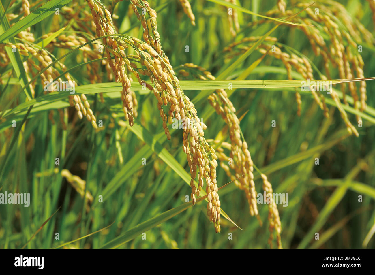 Rice crops, Niigata Prefecture, Honshu, Japan Stock Photo - Alamy