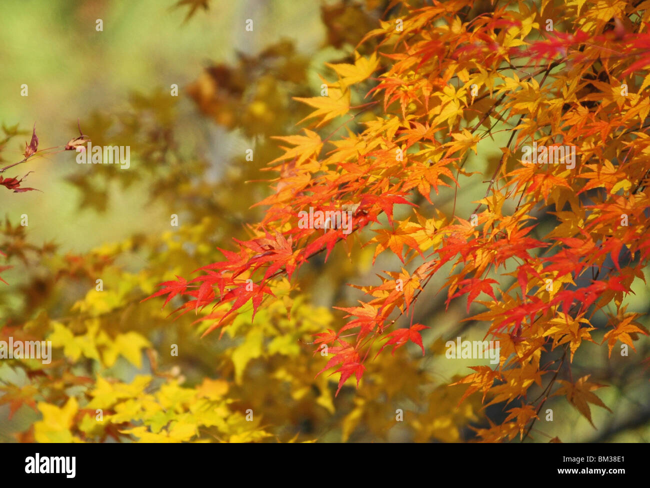 Japanese maple tree in autumn Stock Photo - Alamy