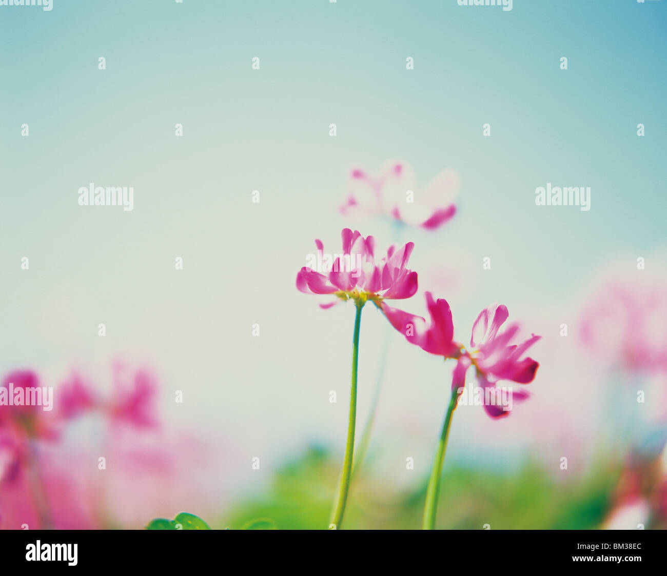 Close Up Image of Chinese Milk Vetch Stock Photo - Alamy