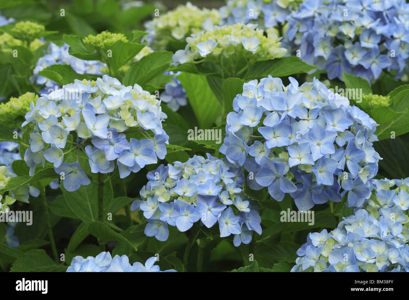 Blue hydrangea flowers, Japan Stock Photo - Alamy