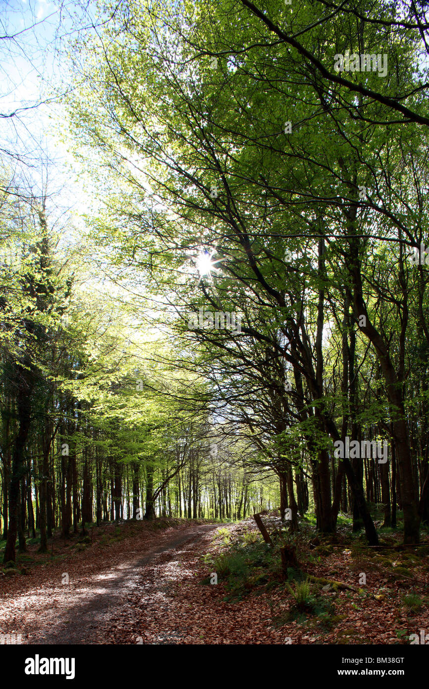 A pathway throuh Castlelough Woods in North Tipperary Stock Photo - Alamy