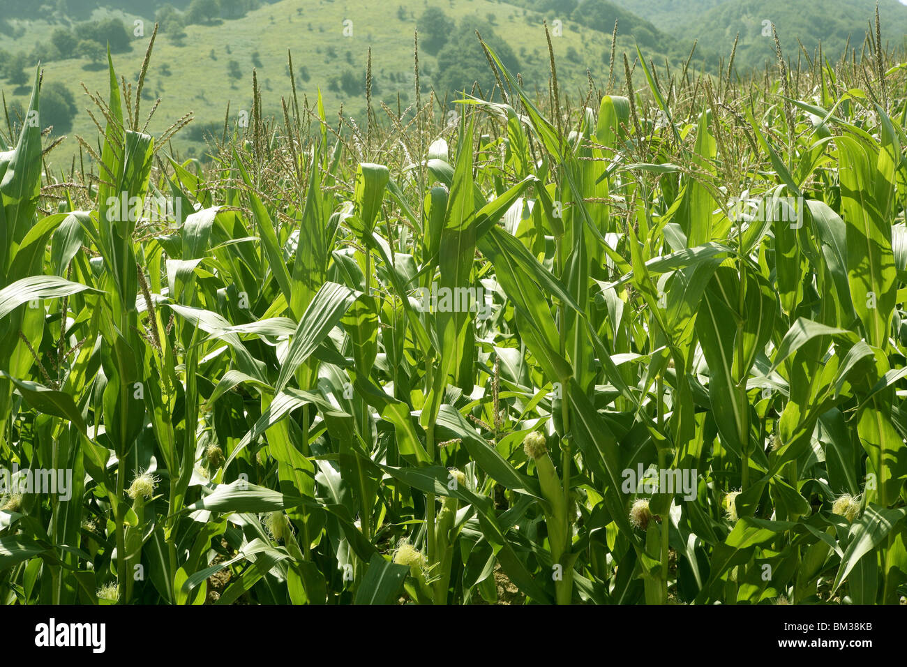 Corn green fields landscape outdoors background cornfields Stock Photo ...
