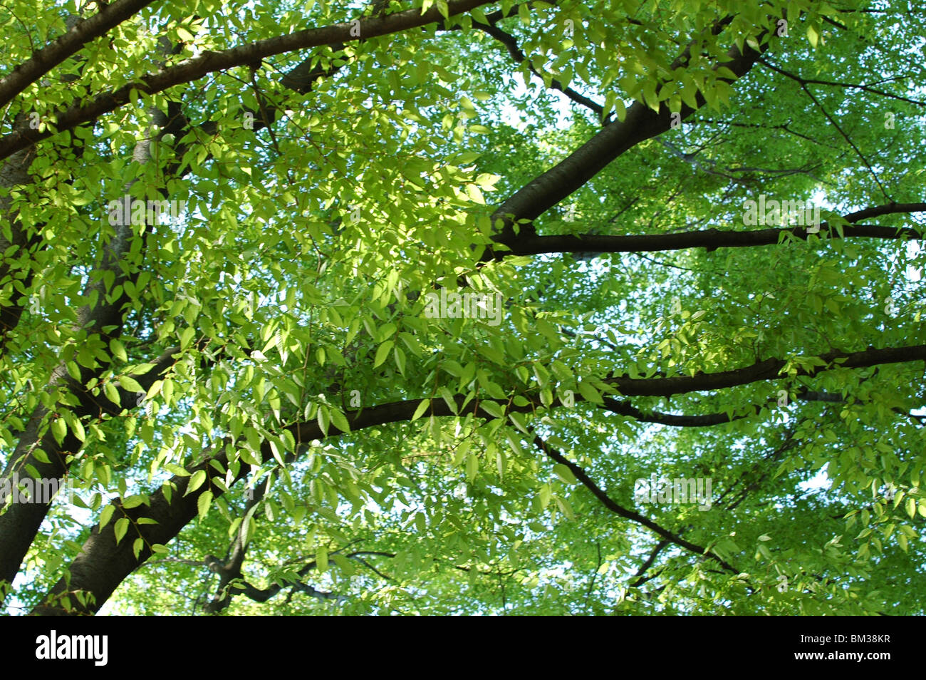 Trees with green leaves Stock Photo - Alamy