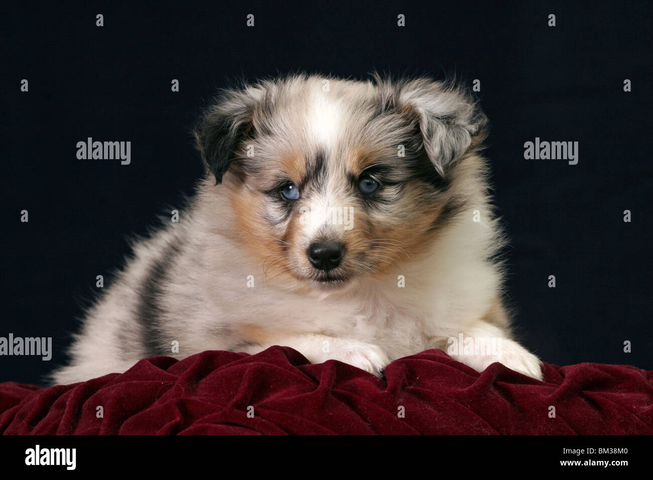 Blue Merle Sheltie Welpe / Sheltie Puppy Stock Photo - Alamy