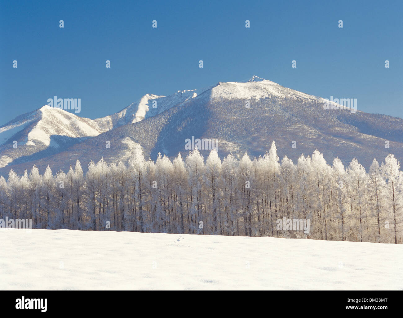 Mountains and trees in snow, Furano city, Hokkaido prefecture, Japan ...