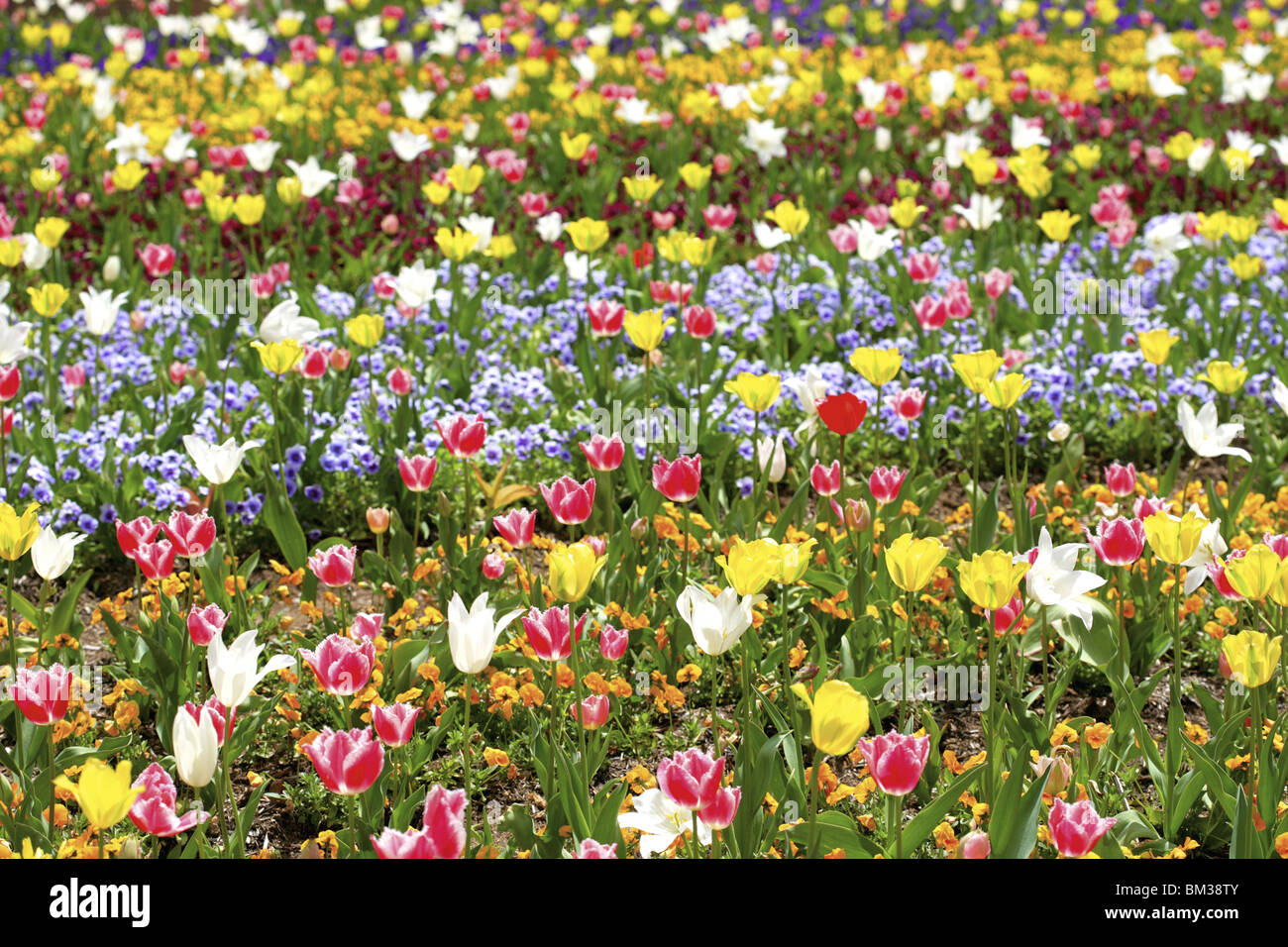 Flower Field of Tulips Stock Photo - Alamy