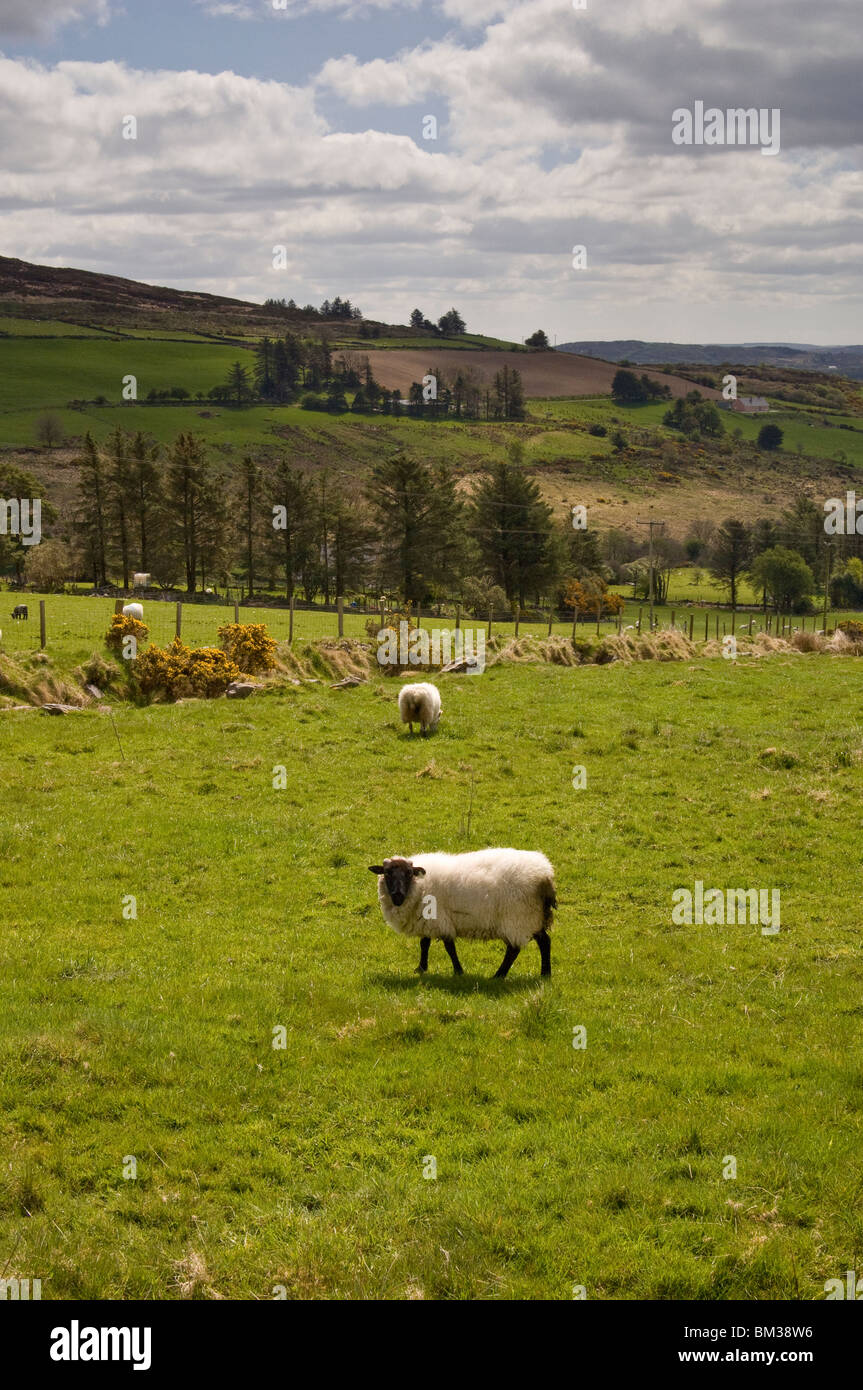 sheep farm rolling hills in Co. Kerry, Ireland Stock Photo - Alamy