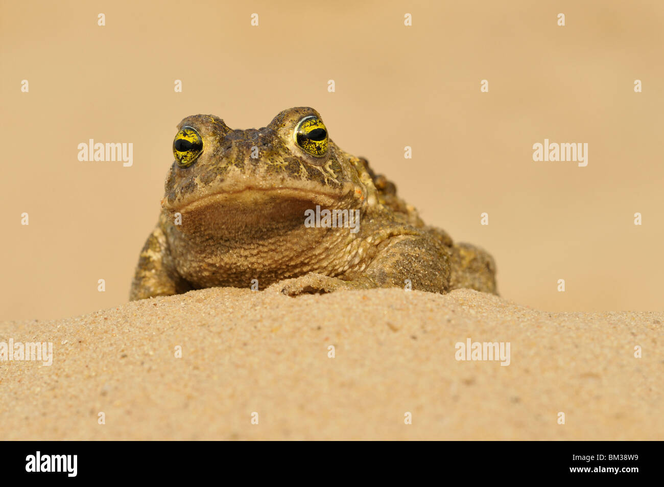 Sand toad hi-res stock photography and images - Alamy
