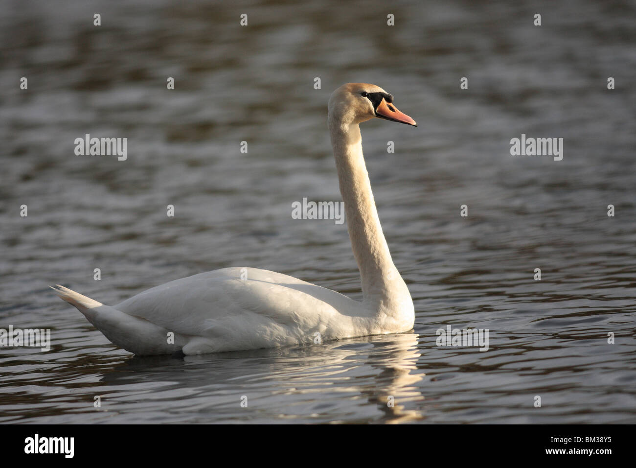 Irish birds hi-res stock photography and images - Alamy