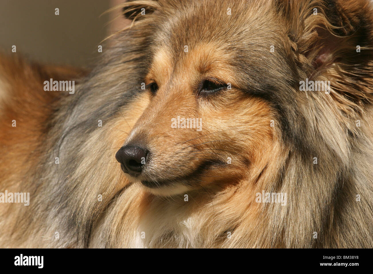 sable Sheltie Portrait Stock Photo - Alamy