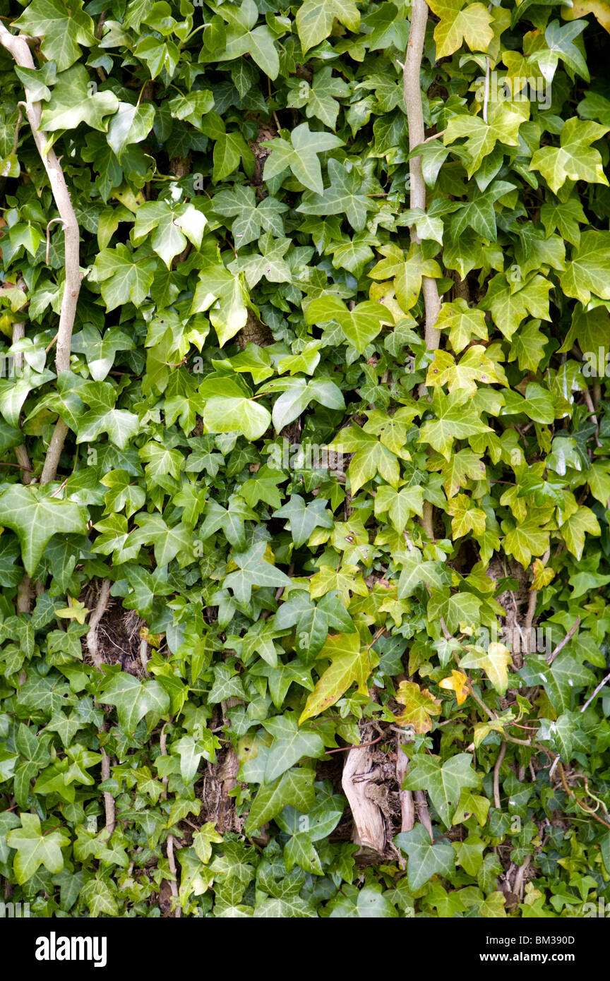 Ivy growing on a tree Stock Photo - Alamy