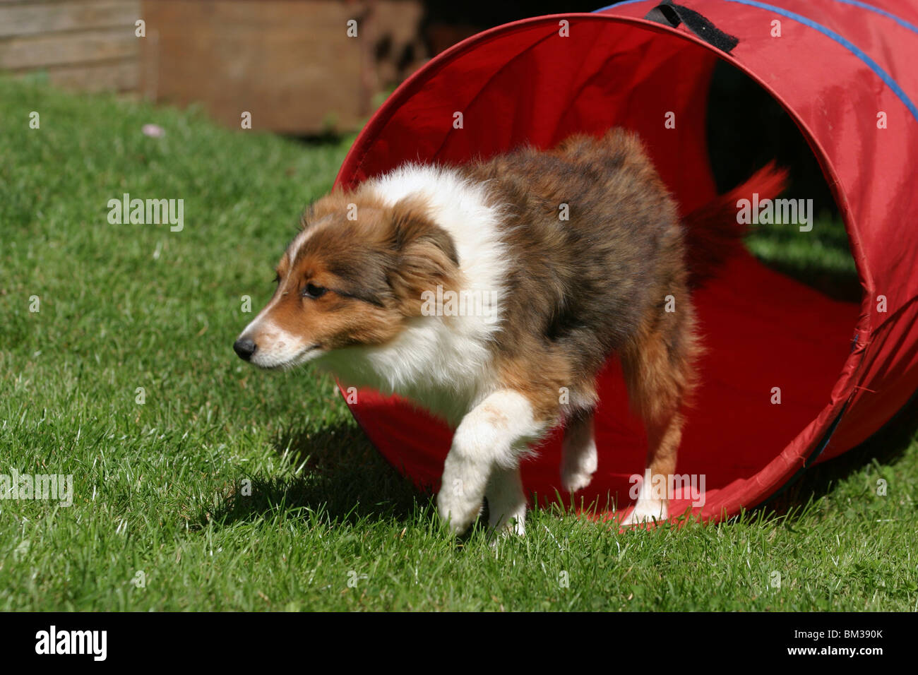 Sheltie beim Agility Stock Photo - Alamy
