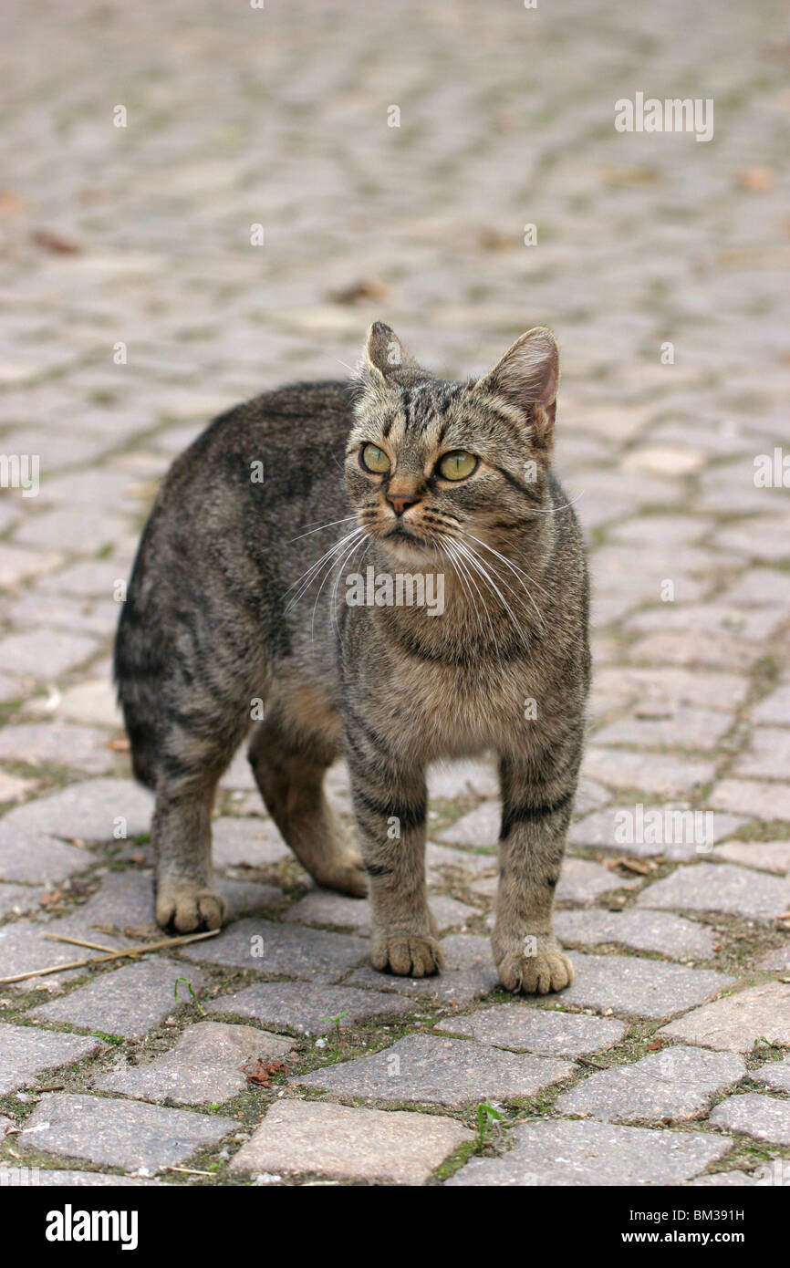 Rr 02807 hi-res stock photography and images - Alamy